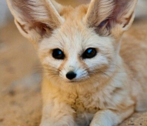 RobloxGo | . Fox Simulator . - Real Time Stats, Insights And Ranking