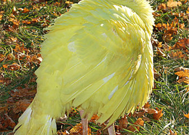 RobloxGo | the yellow smelly turkeys training arena - Real Time Stats ...