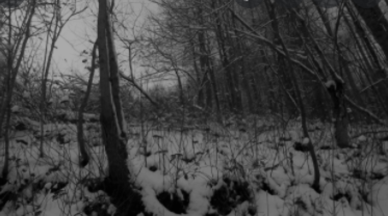 RobloxGo | The Forest Of Desolation - Real Time Stats, Insights And Ranking