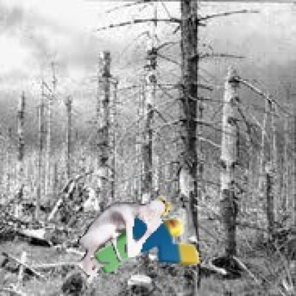 RobloxGo | SCP Forest - Real Time Stats, Insights And Ranking