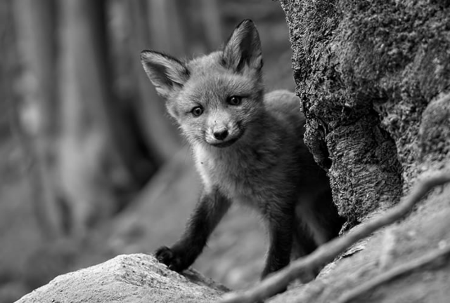 RobloxGo | The monster map :) - Real Time Stats, Insights And Ranking