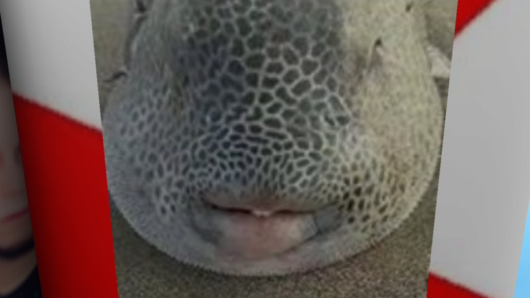 RobloxGo | Can You Escape The Dumb Fish Plab? - Real Time Stats ...