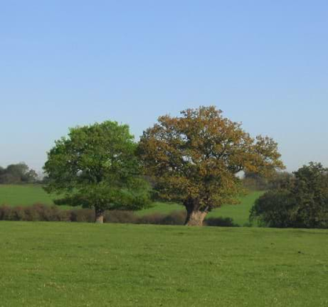 RobloxGo | scp tree class:safe - Real Time Stats, Insights And Ranking