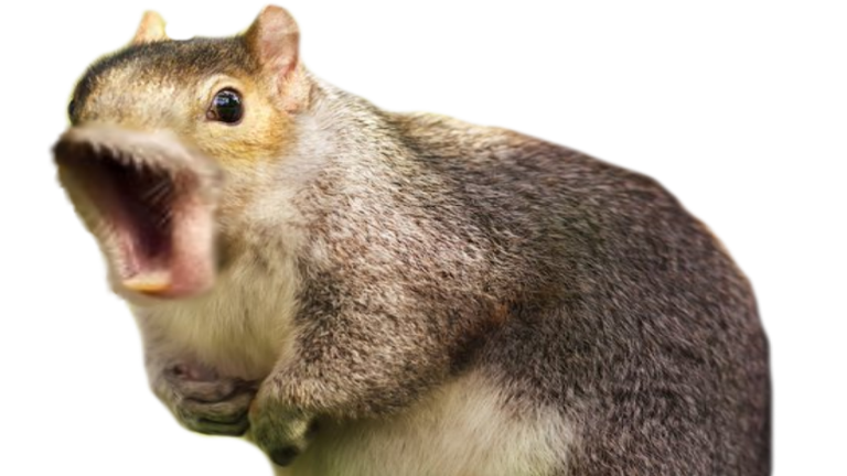 RobloxGo | Pog Squirrel - Real Time Stats, Insights And Ranking