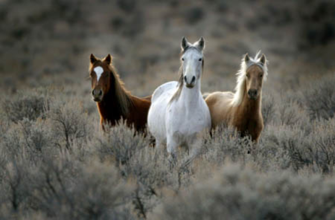 RobloxGo | PineWood Ranch {3.2k+ Visits} - Real Time Stats, Insights ...